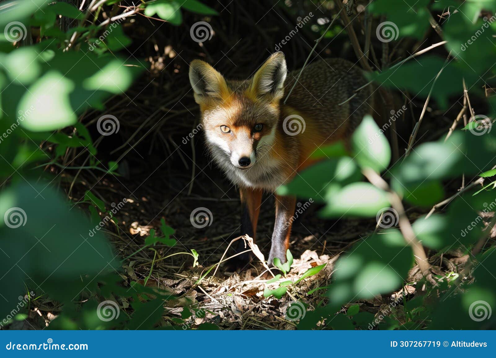 Shadowed Underbrush, Spotting a Foxs Den from Afar Stock Image - Image ...