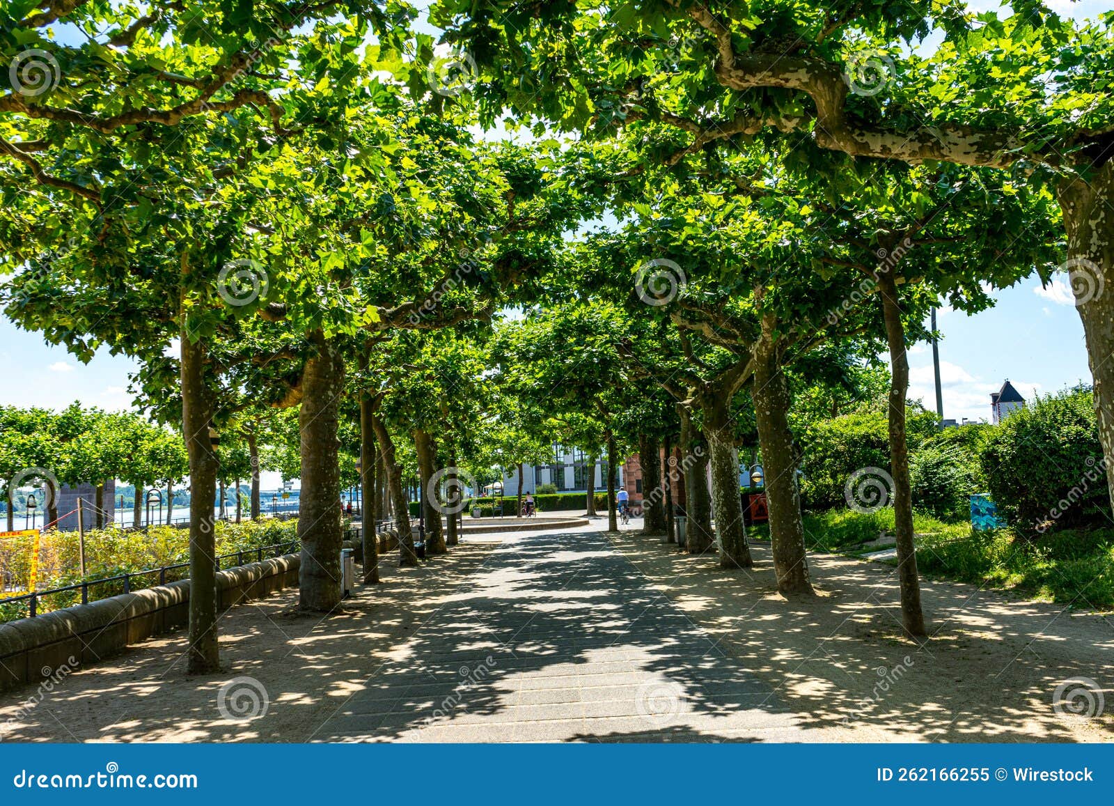 Shadowed Walking Path with Tree Lines on Both Sides in Mainz, Germany ...