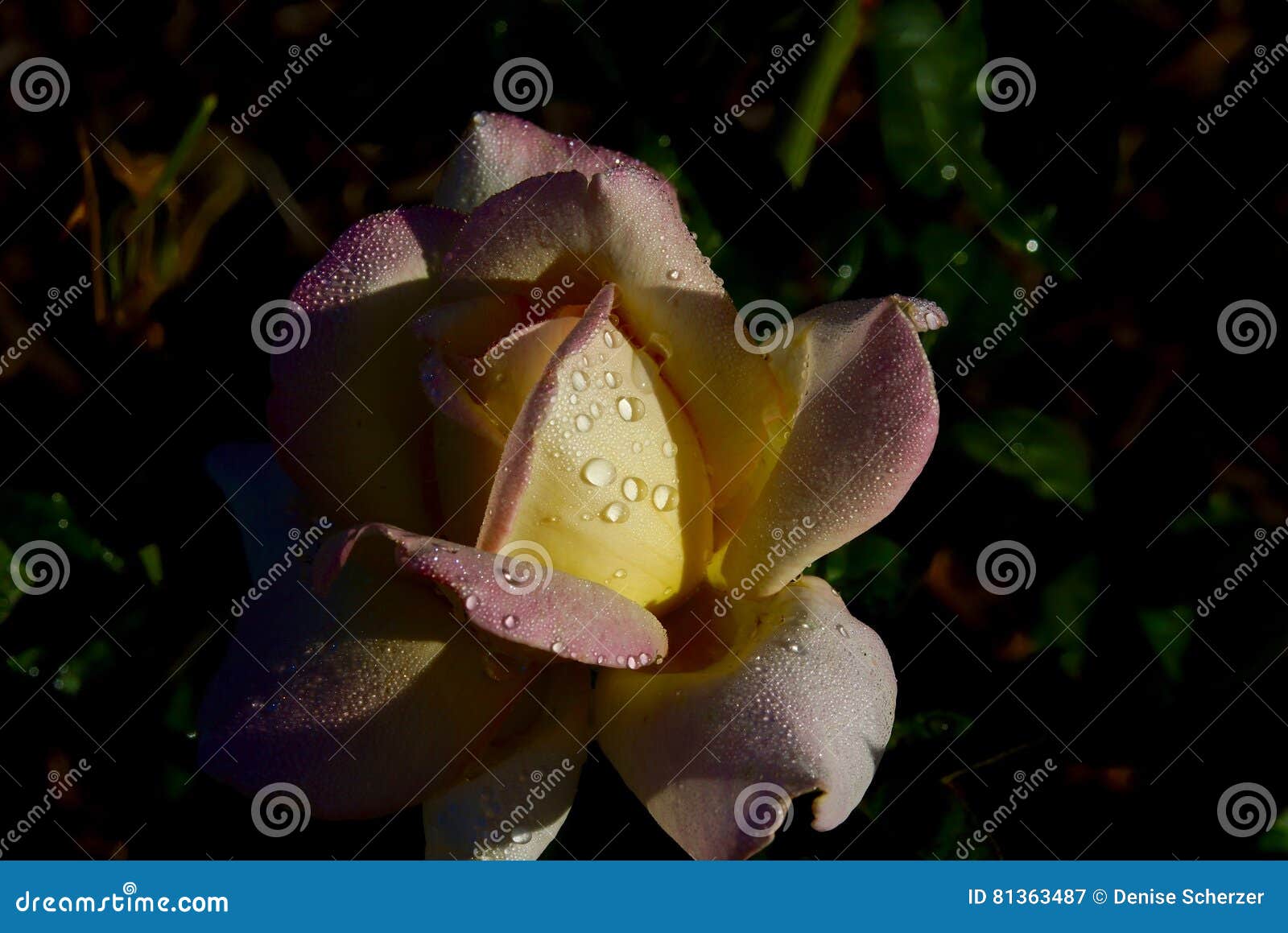 Shadowing rose stock image. Image of nature, raindrops - 81363487
