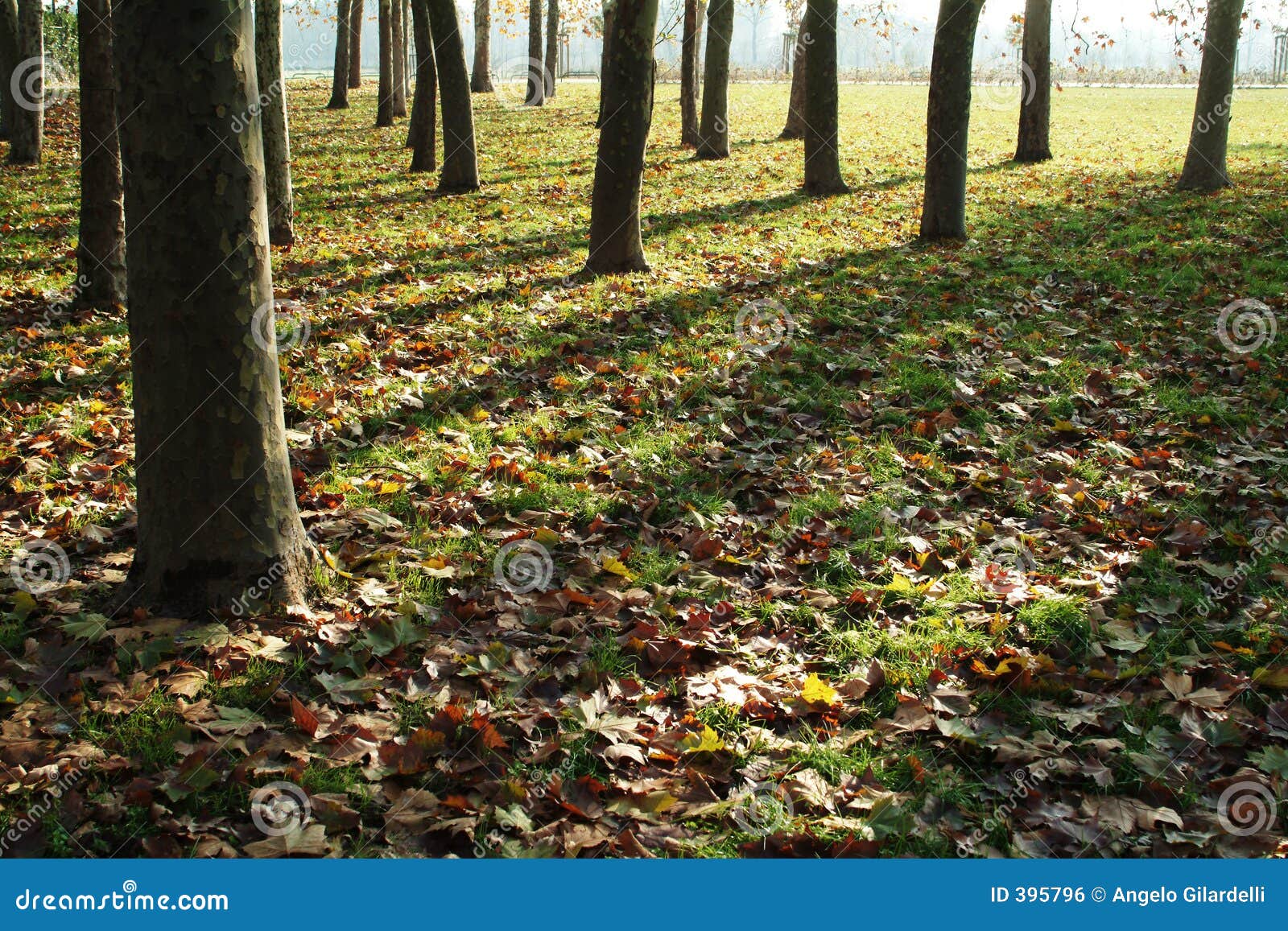 Shadows on autumn leaves stock photo. Image of moody, green - 395796