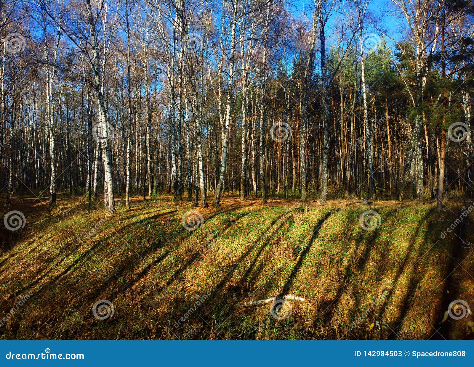 Shadows of Autumn Trees Dramatic Background Stock Image - Image of ...