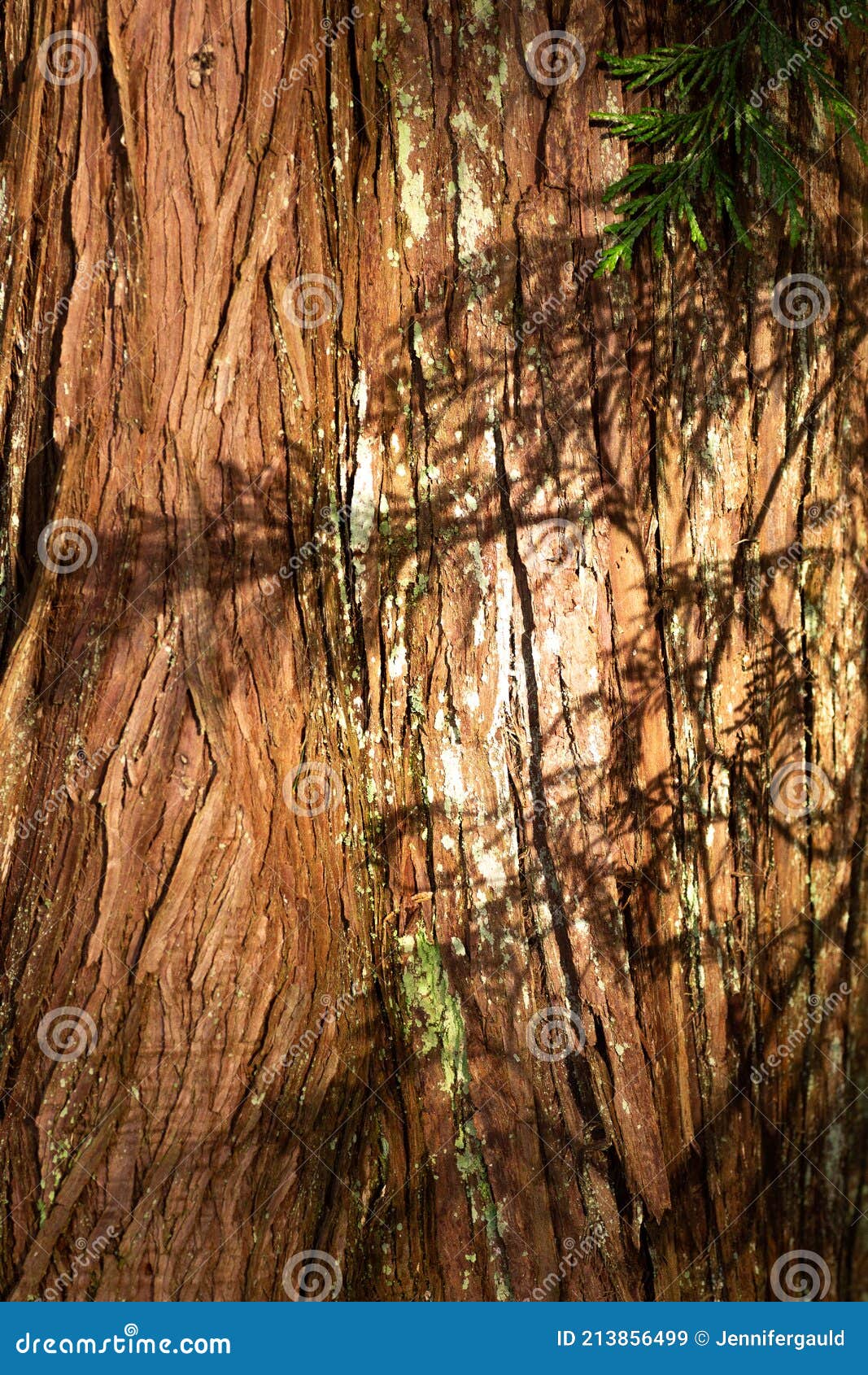 Shadows on a Cedar Tree Trunk Stock Image - Image of protection ...