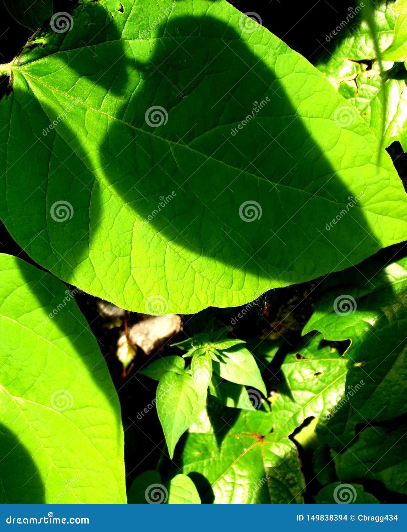 3 SHADOWS in BIG GREEN LEAF in BACKYARD Stock Photo - Image of ...