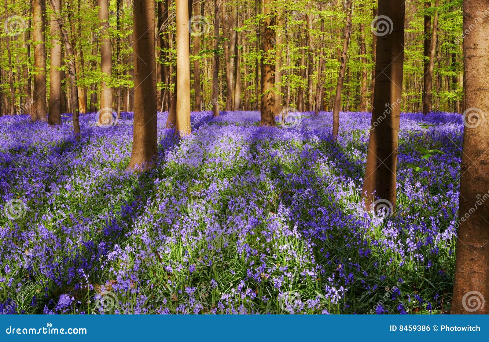Shadows on a blue carpet stock photo. Image of blue, blooming - 8459386
