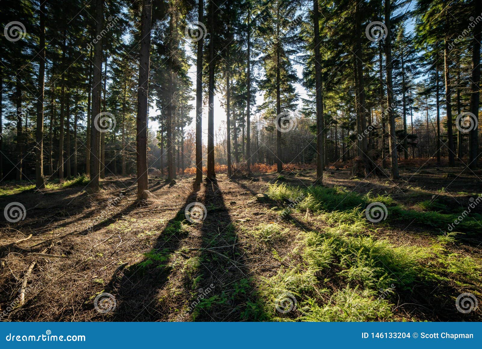 Shadows cast in the forest stock photo. Image of quiet - 146133204