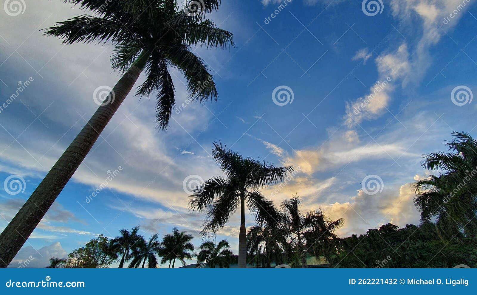 Shadows of Coconut Tree Palms Over Overcast Sky Stock Photo - Image of ...