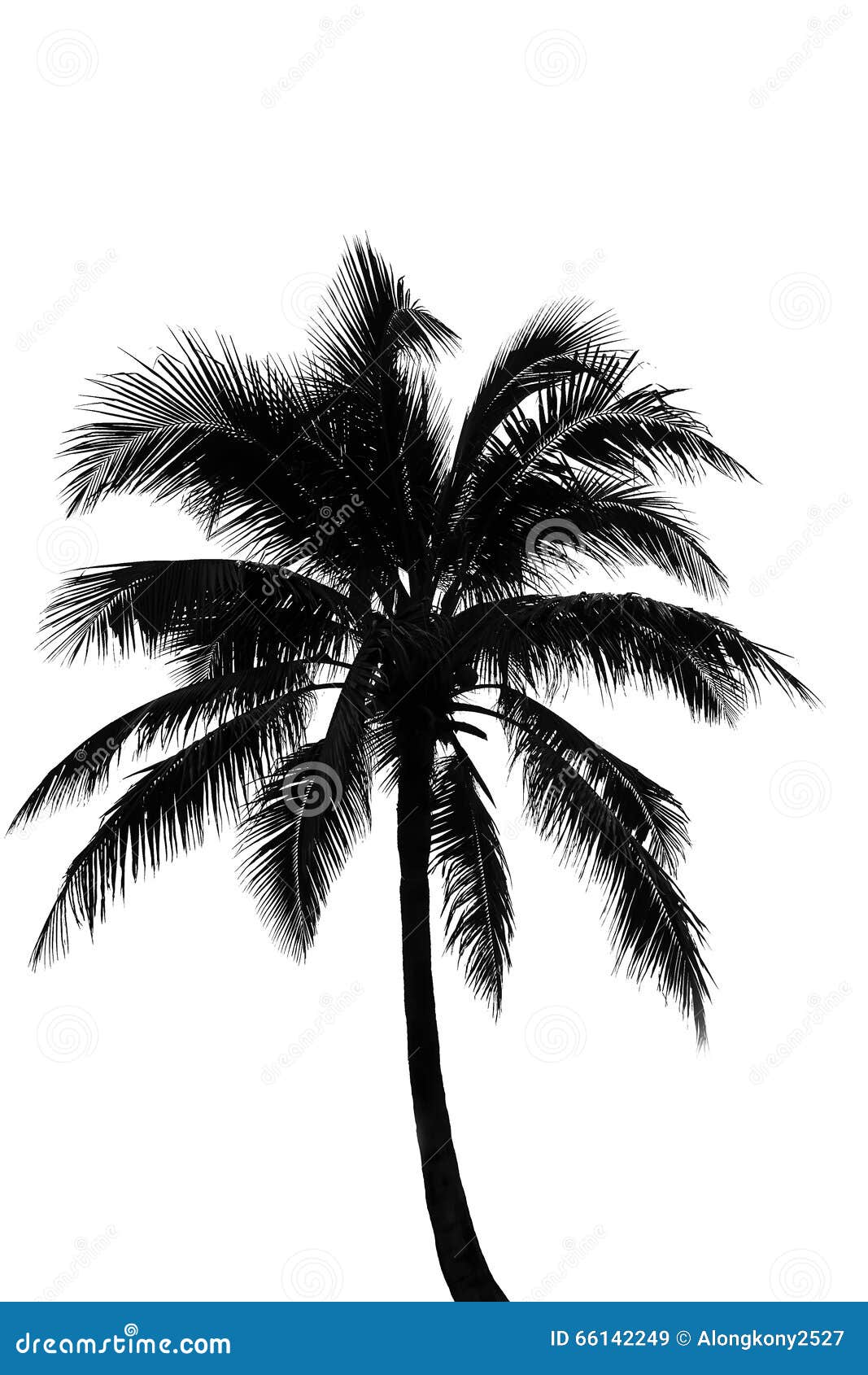Shadows of Coconut Trees on Isolate Background Stock Illustration ...
