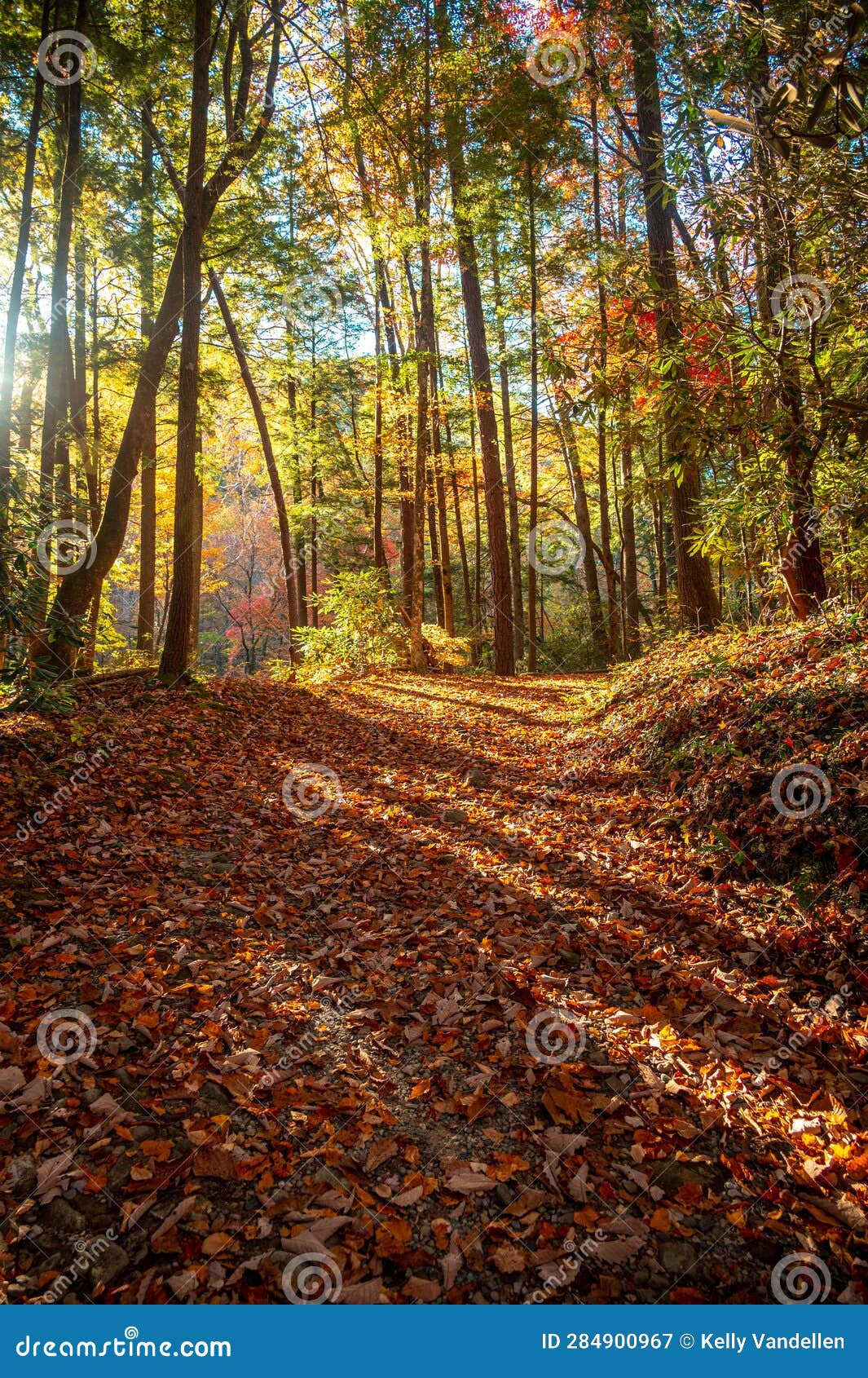 Shadows Cover Narrow Forest Road in Fall Stock Image - Image of autumn ...