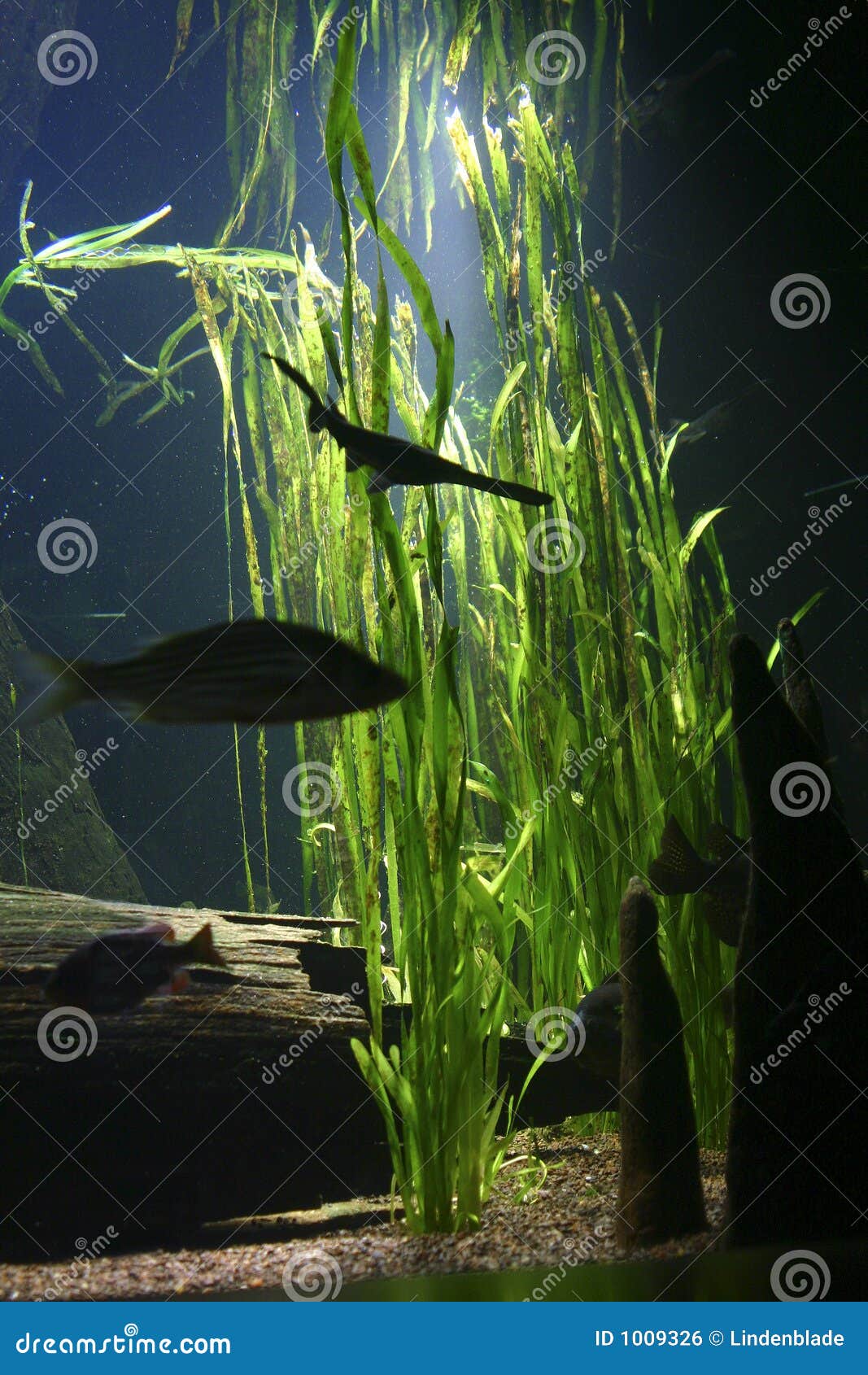 Shadows of the Deep stock photo. Image of aquarium, life - 1009326