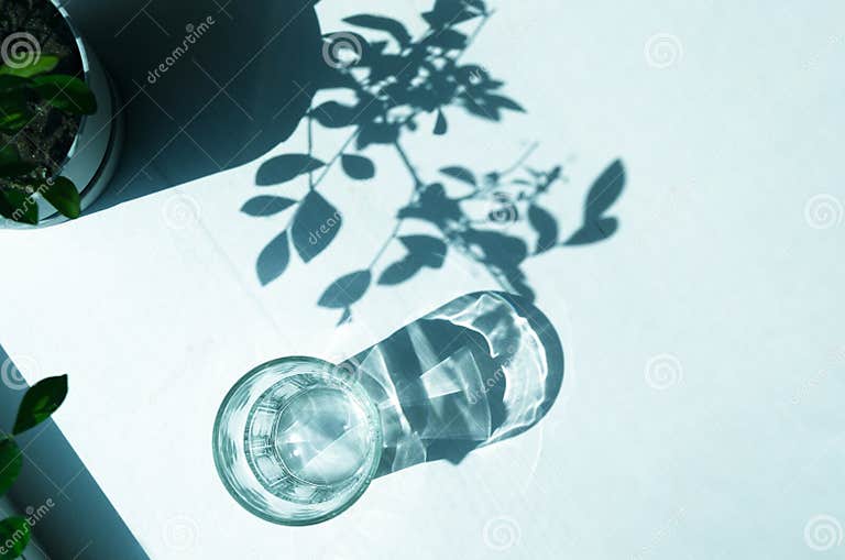 Sharp Shadows from an Empty Glass and Plants on a White Background ...