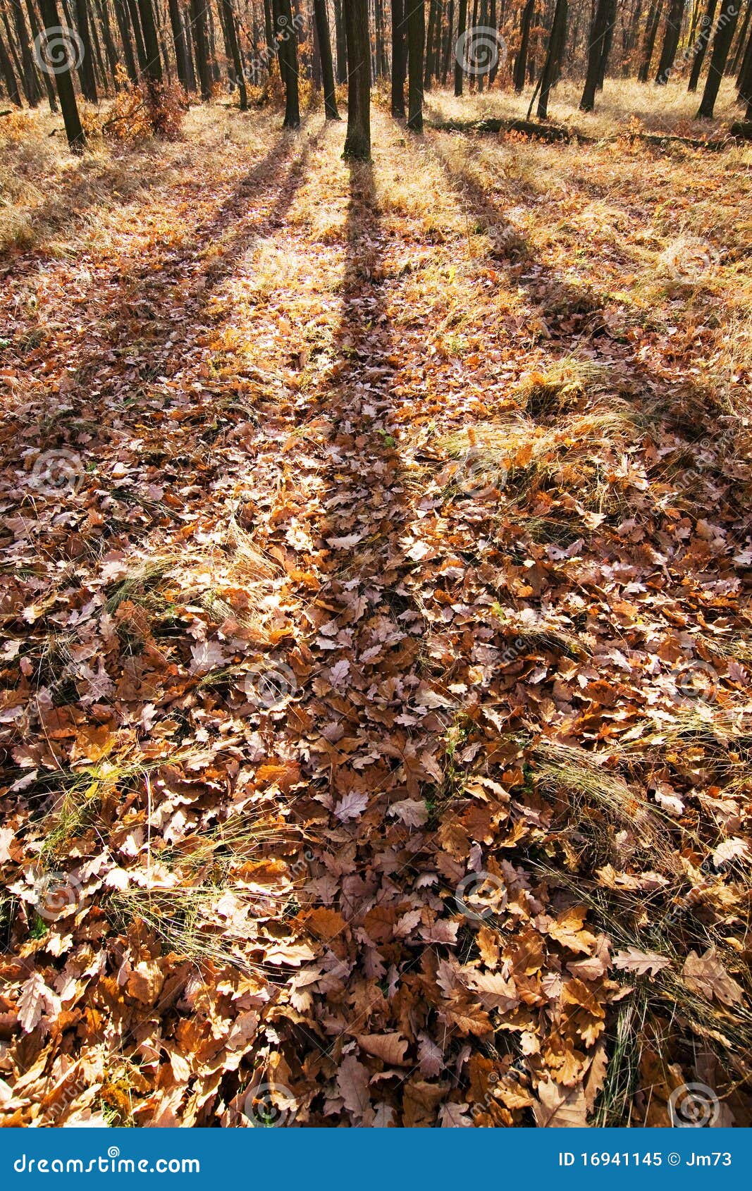 Shadows in the fall forest stock image. Image of atmosphere - 16941145