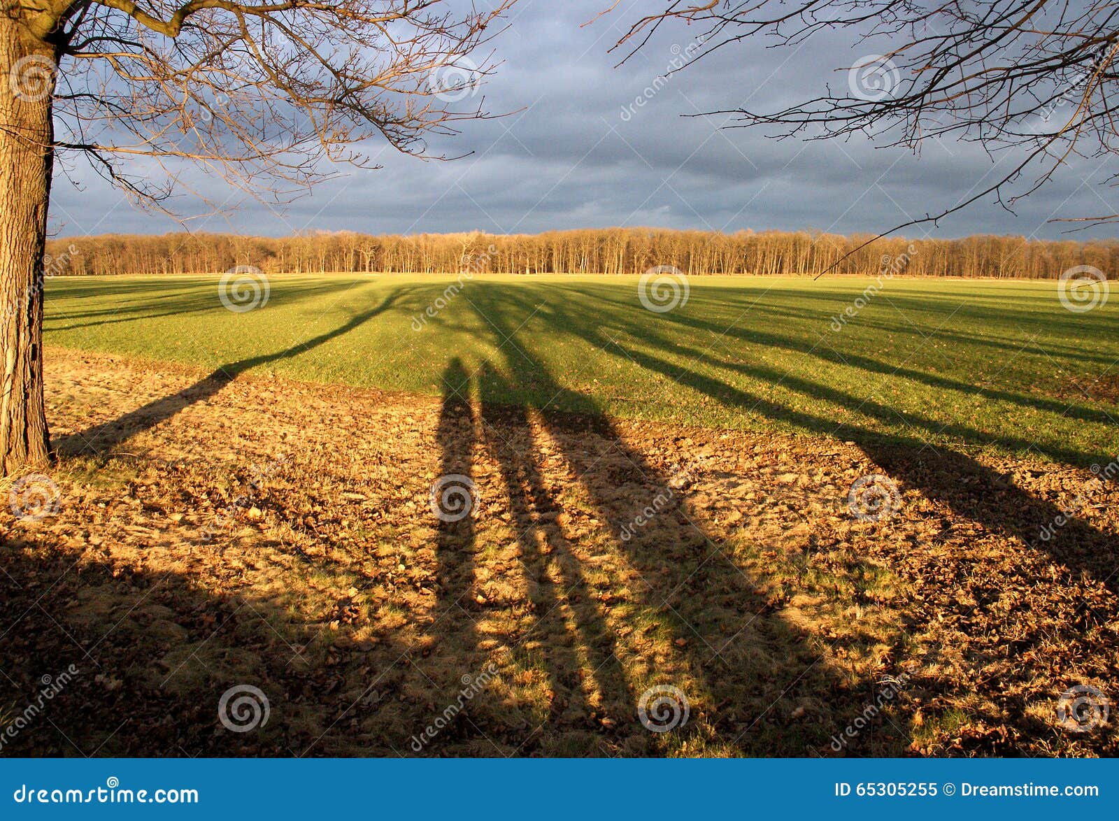 Shadows in the field stock image. Image of field, tall - 65305255