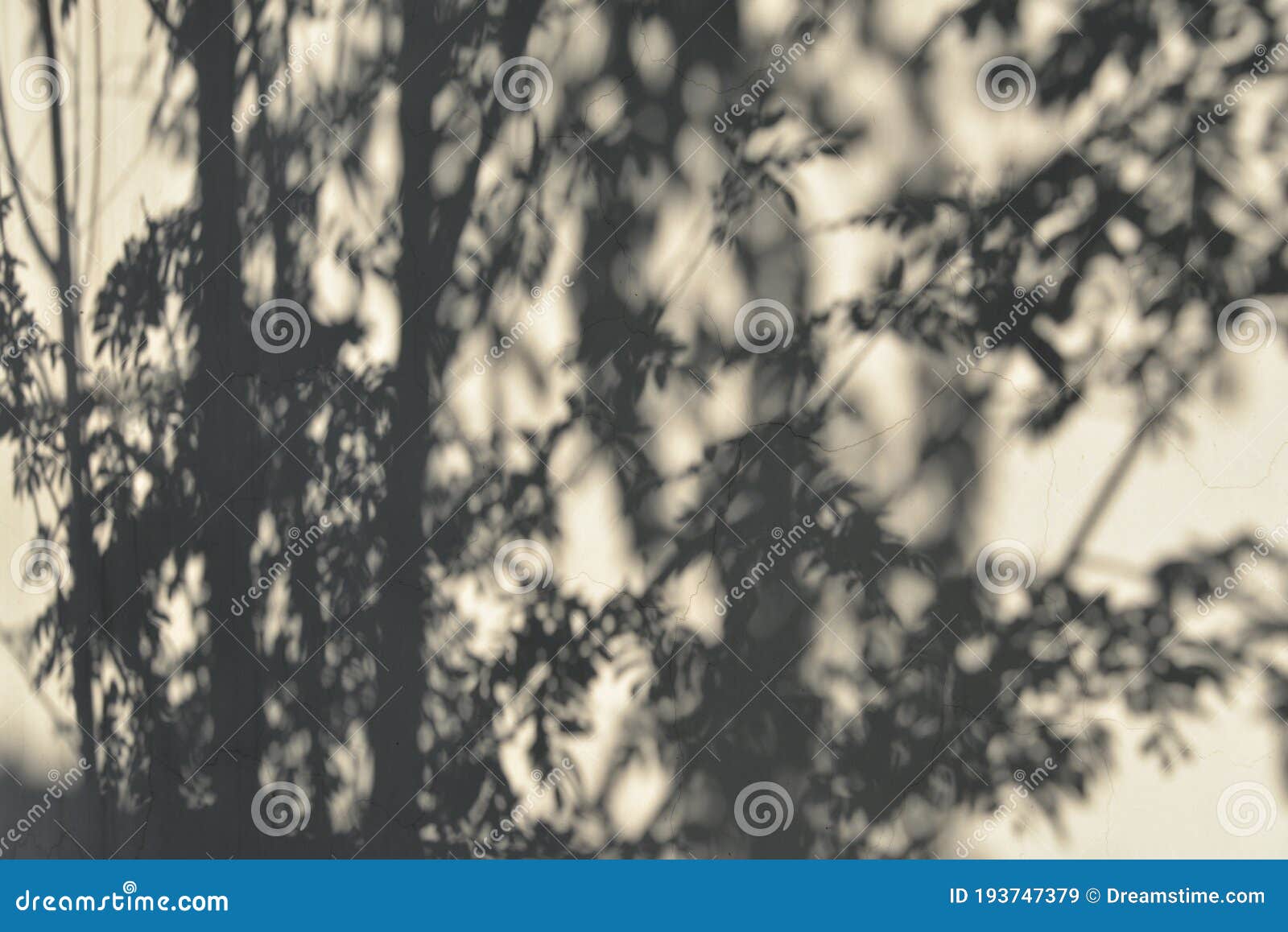 Shadows of Foliage and Trees. Stock Image - Image of texture ...