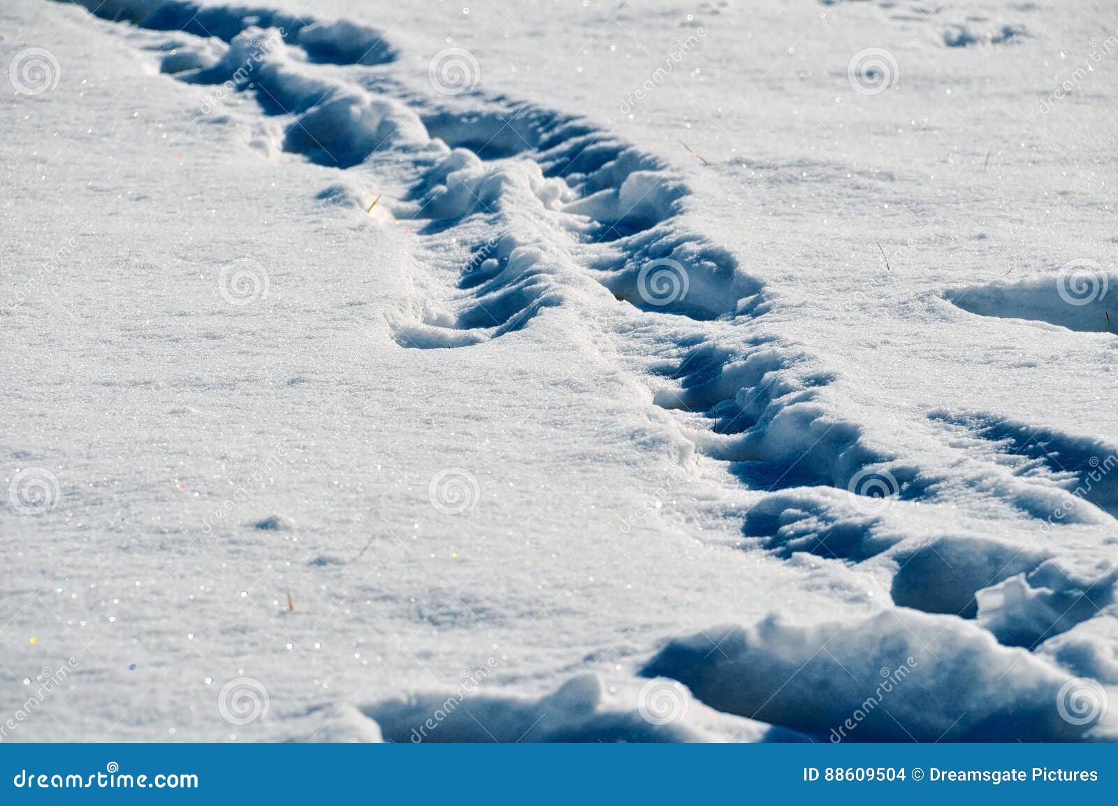 Shadows in the footsteps stock photo. Image of polar - 88609504