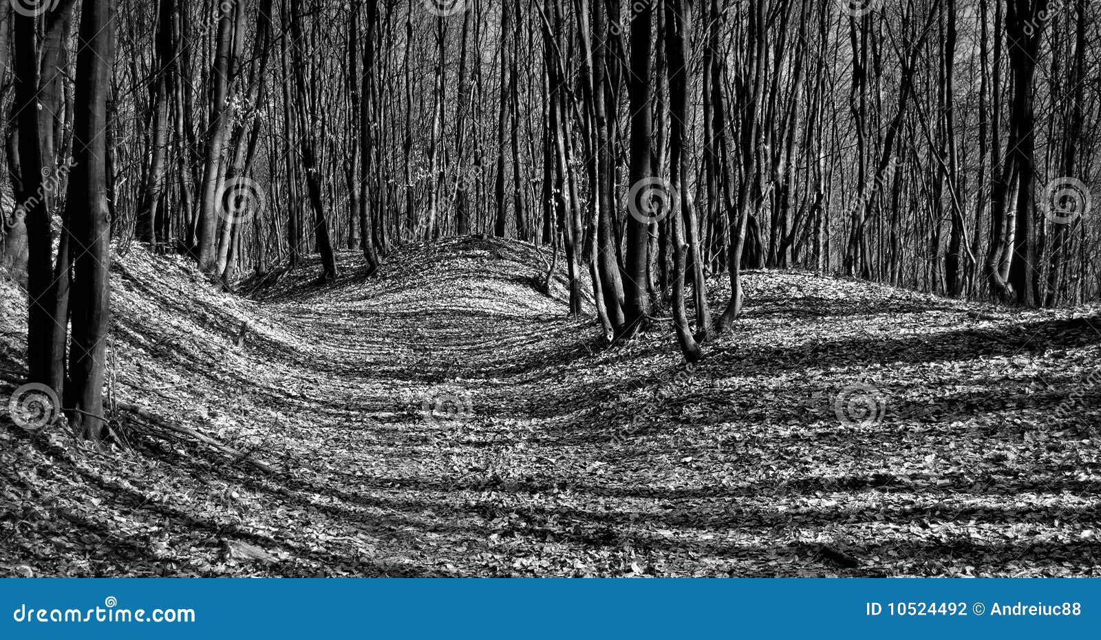 Shadows in the forest stock photo. Image of tree, landscape - 10524492