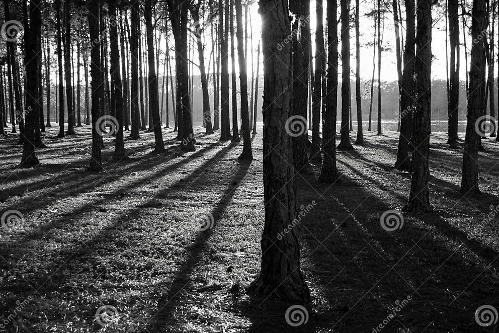Shadows in the Forest stock image. Image of park, shadows - 4145499
