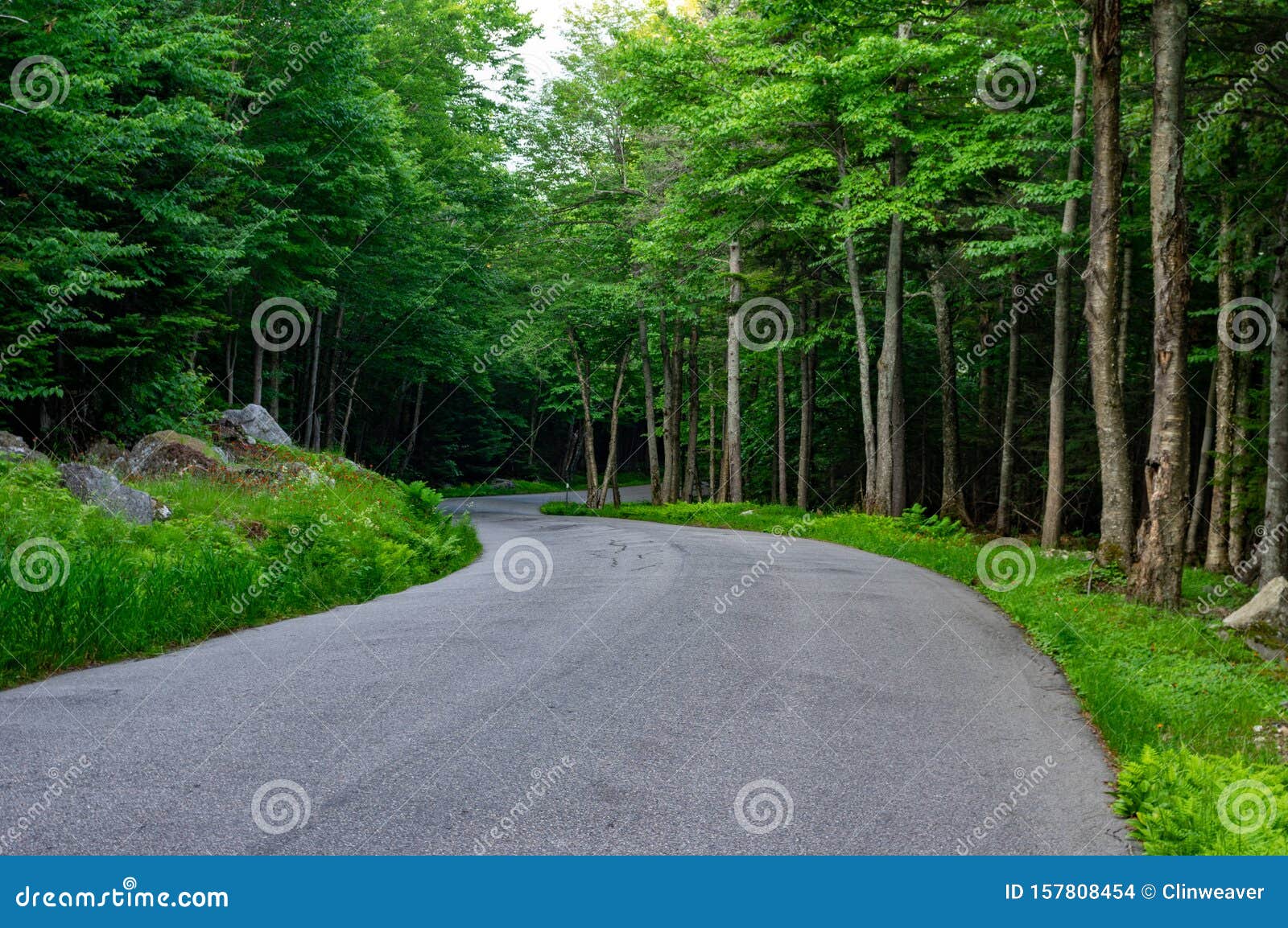 Shadows in the Forest stock photo. Image of trees, beauty - 157808454