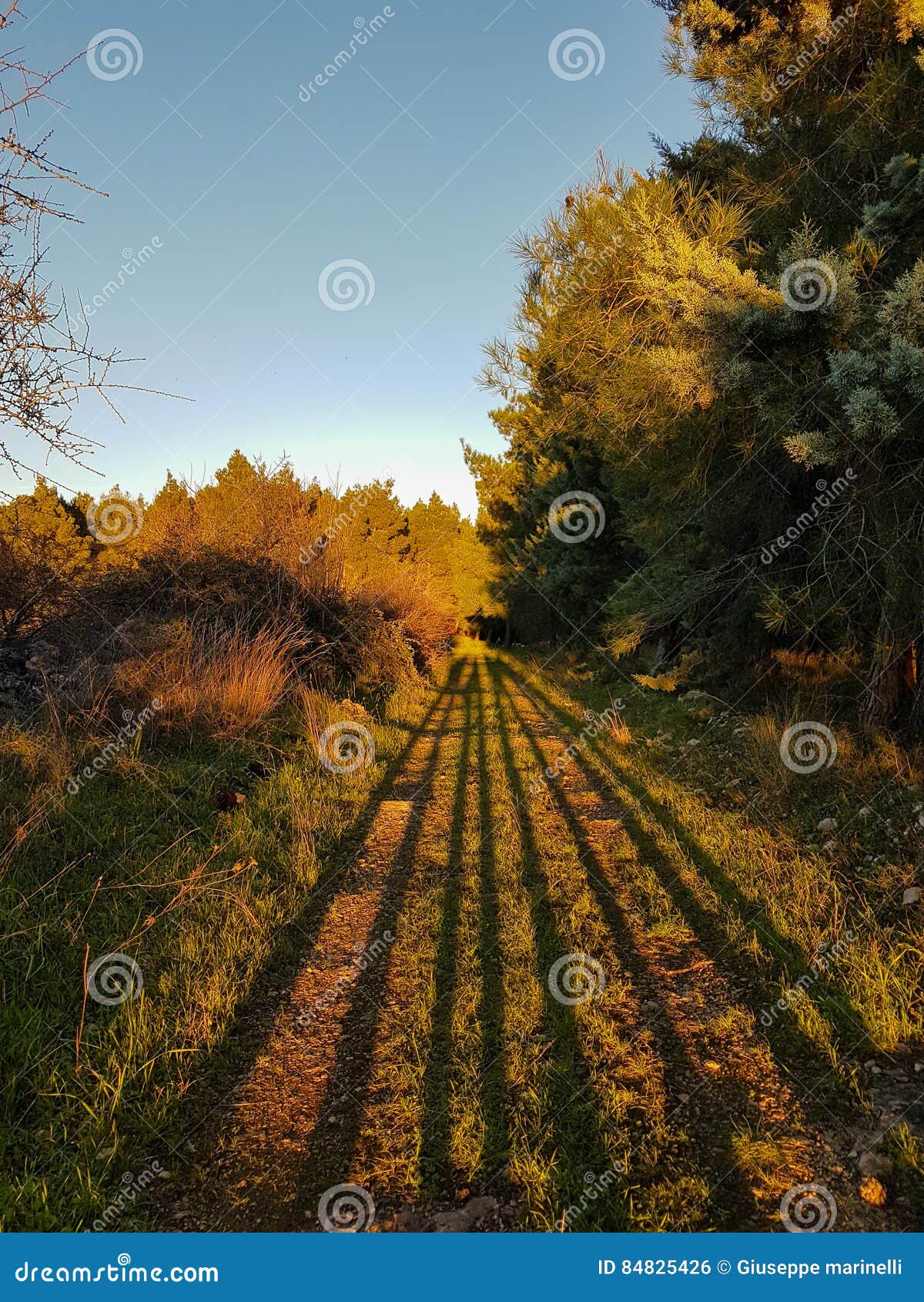 Shadows in the forest stock photo. Image of freedom, forest - 84825426