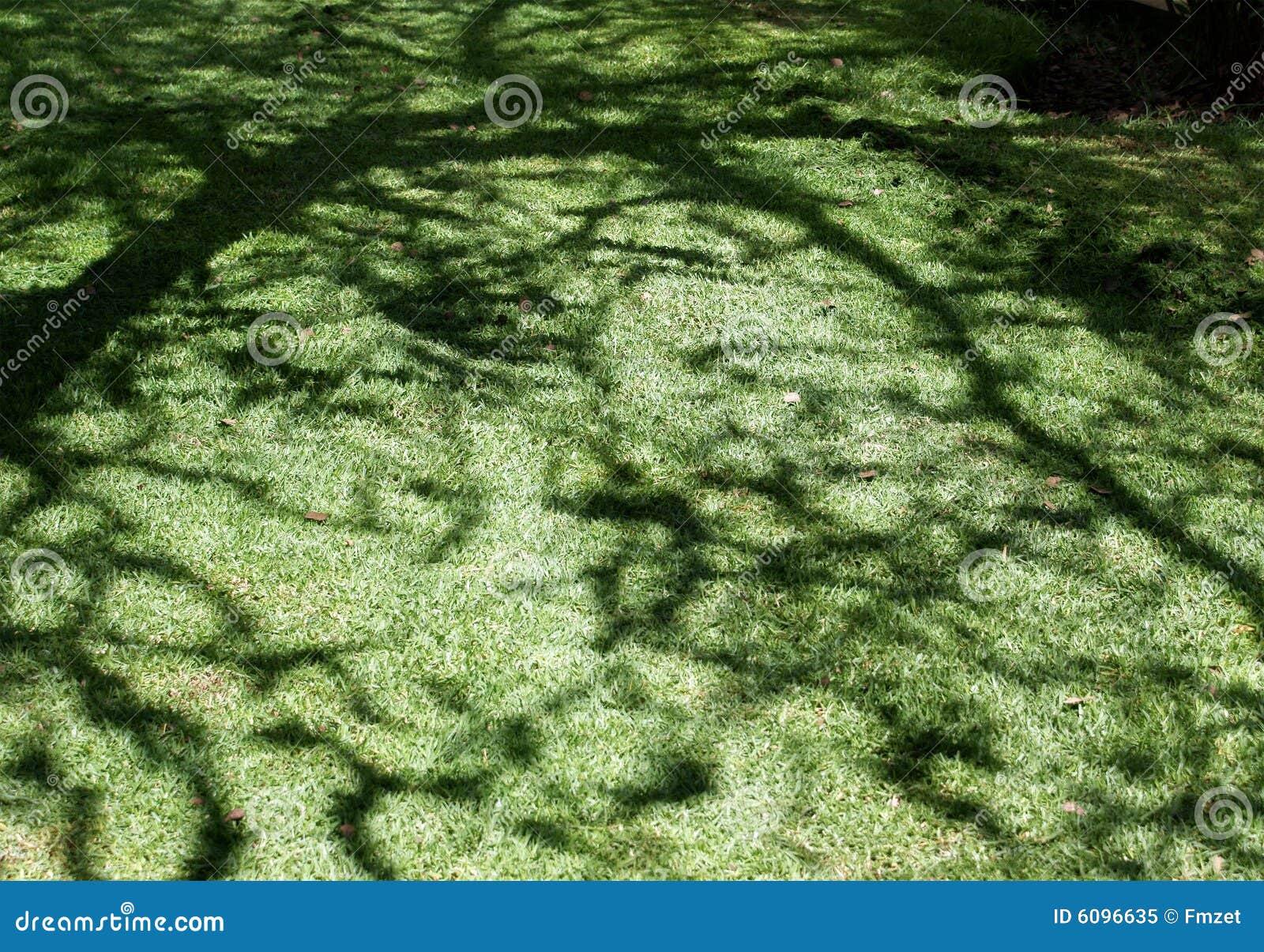 Shadows and grass stock image. Image of yard, garden, lawn - 6096635