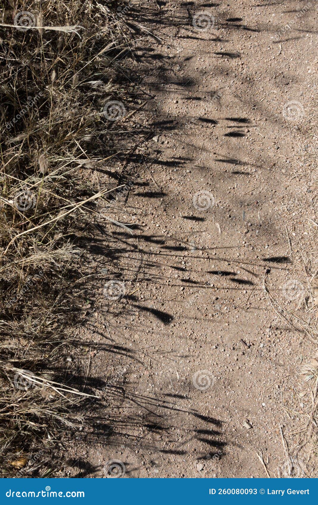 Grass Shadows Along the Trail Stock Image - Image of dark, dirt: 260080093