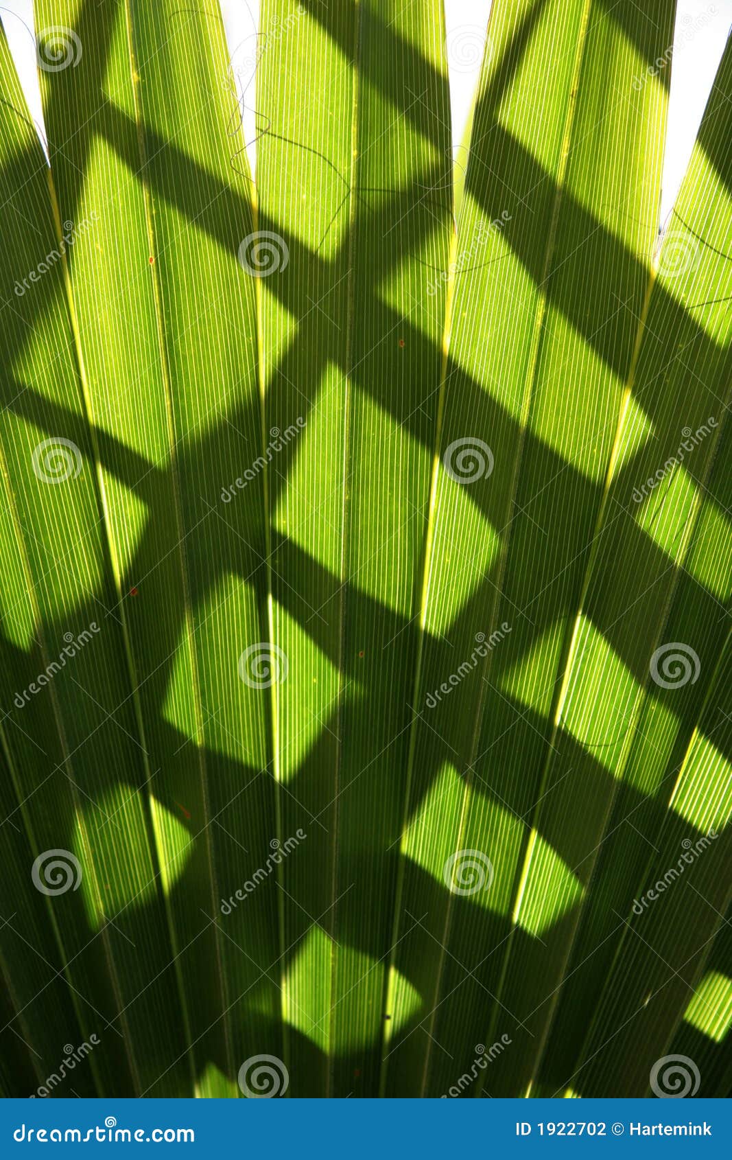 Shadows on Green Palm Leaves Stock Photo - Image of tree, lighting: 1922702
