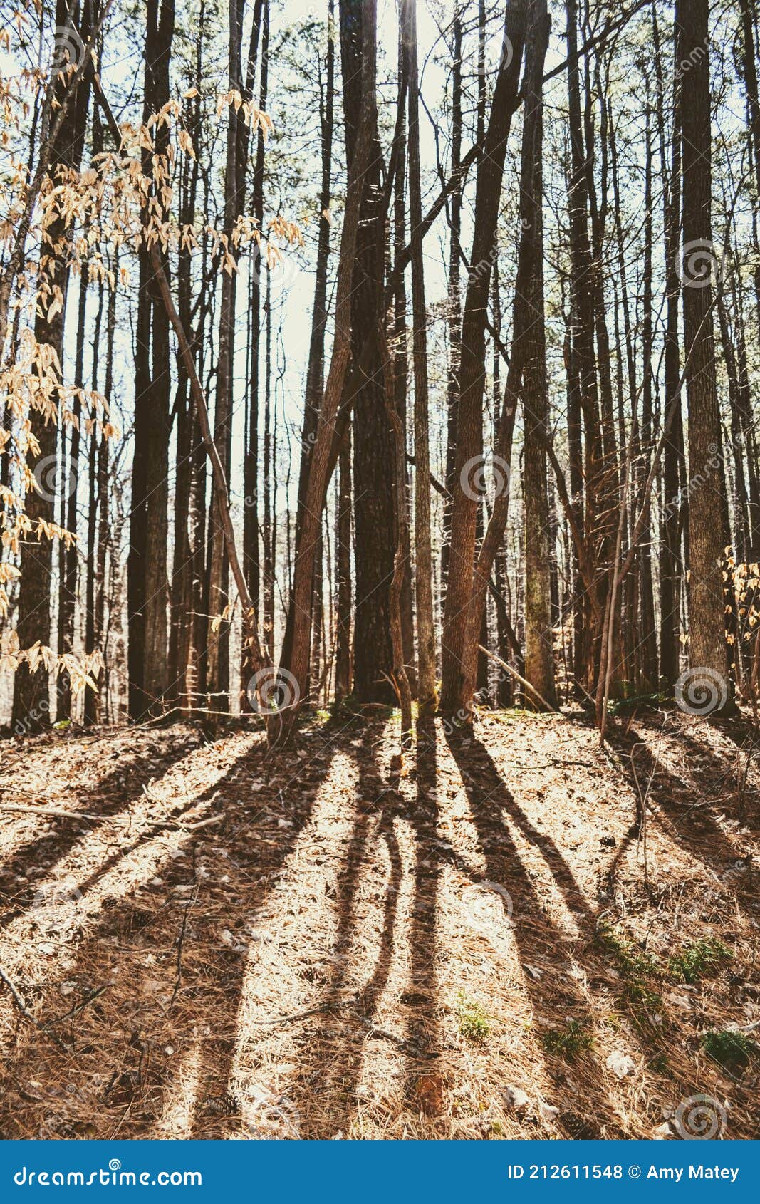 Shadows on the Ground, Trees at Umstead Park Raleigh North Carolina ...