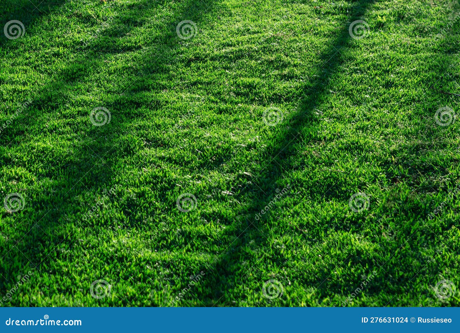 Shadows on the lawn stock photo. Image of turf, meadow - 276631024