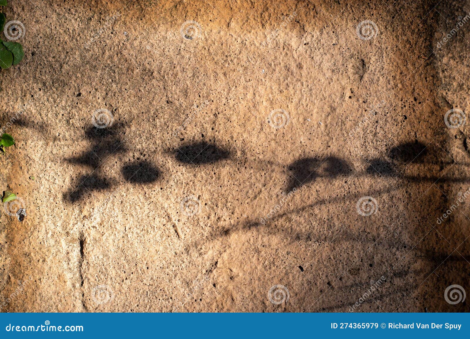 Shadows from Leaves on a Rock Surface Stock Image - Image of stuff ...
