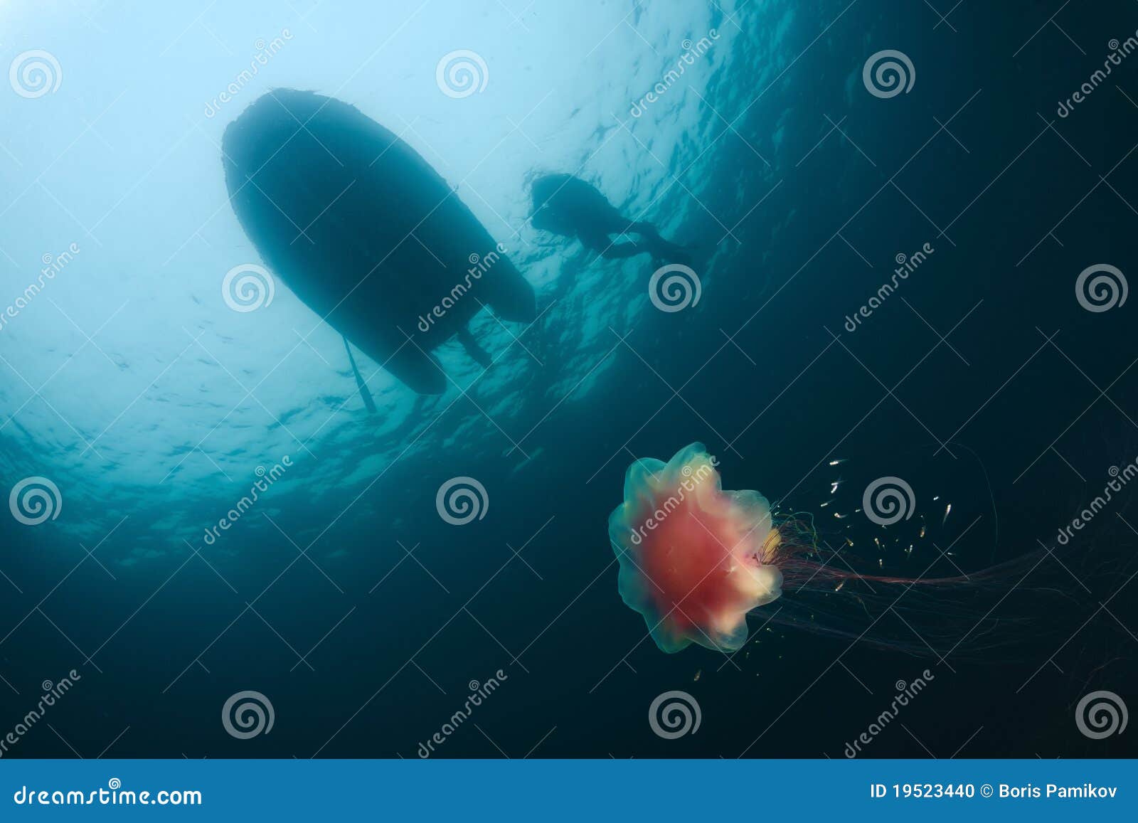 From Shadows into Light, Jellyfish Under Water Stock Photo - Image of ...
