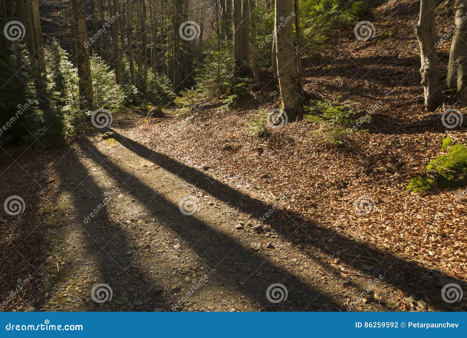Shadows and light stock photo. Image of peaceful, nature - 86259592
