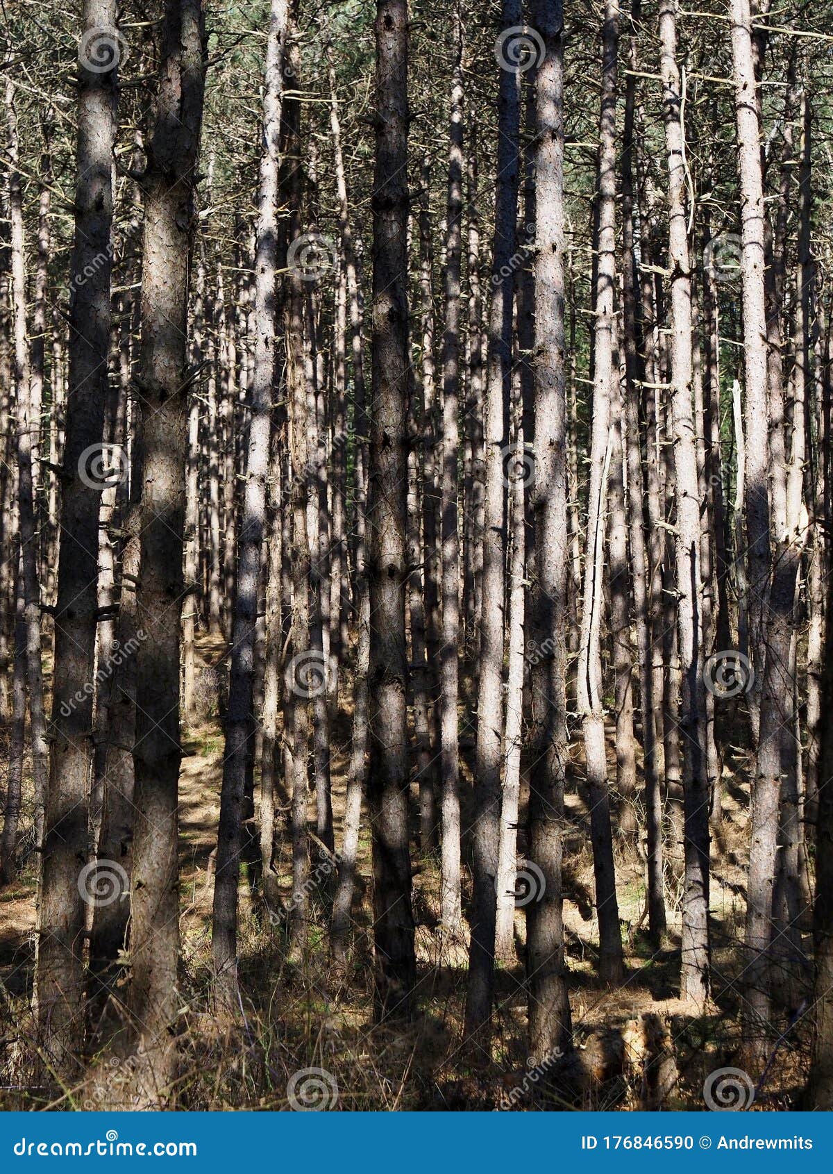 Shadows and Light on Skinny Tree Trunks Stock Photo - Image of ...