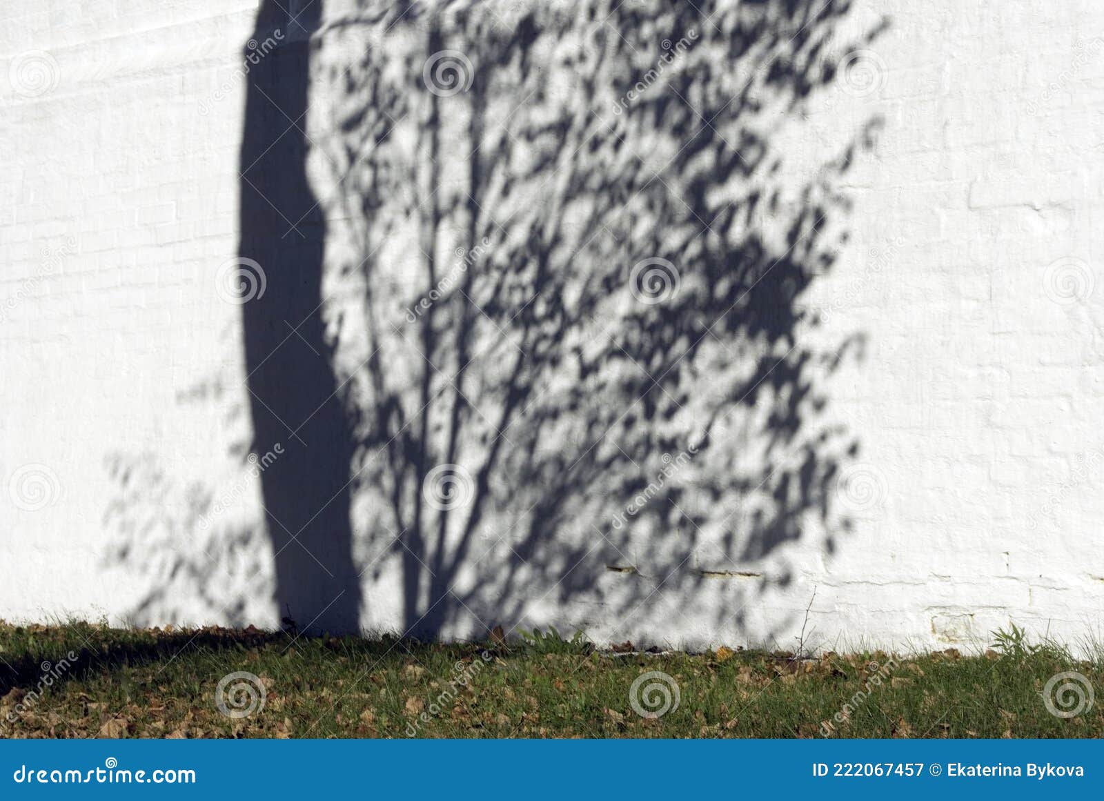 Shadows and Light. White Wall and Tree Shadows Stock Image - Image of ...