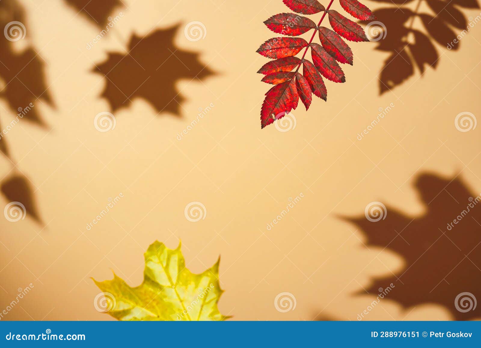 Shadows of the Maple Tree Leaves Stock Image - Image of dappled, effect ...