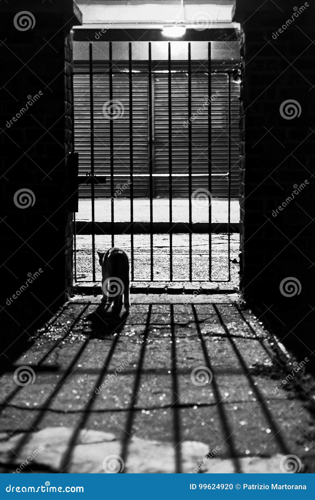 Shadows of the night stock photo. Image of cute, backlit - 99624920