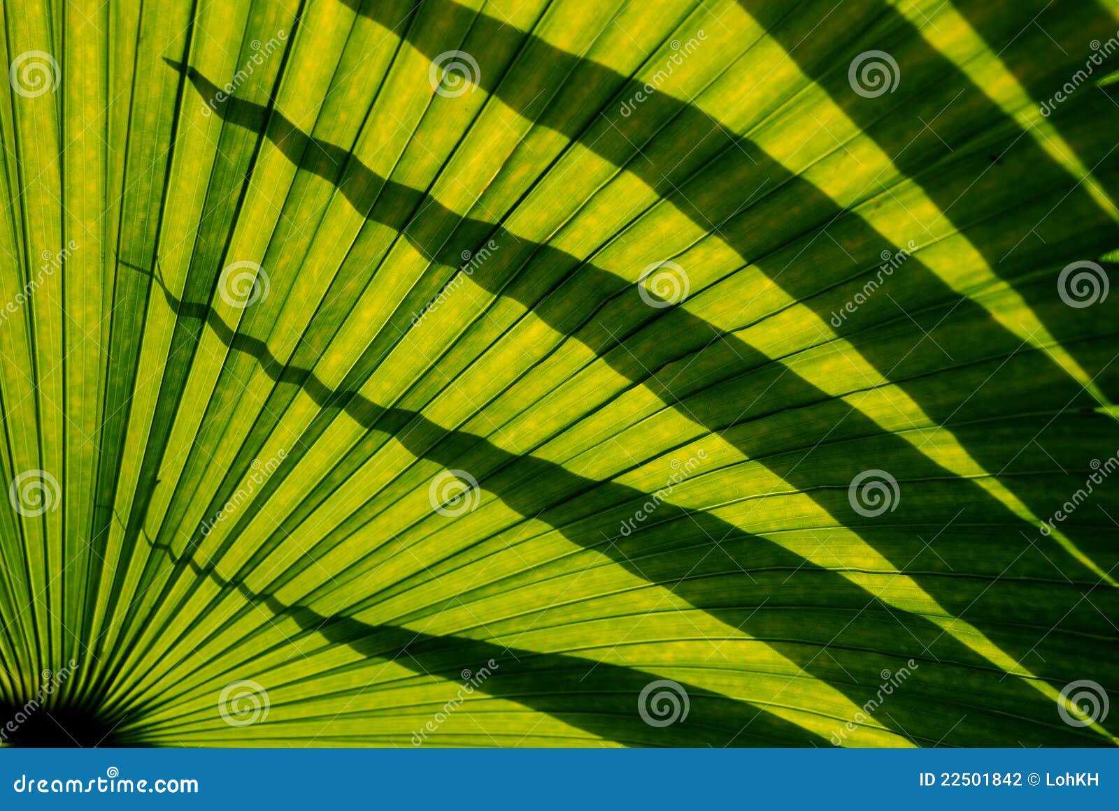 Shadows on palm frond stock photo. Image of rippled, textured - 22501842