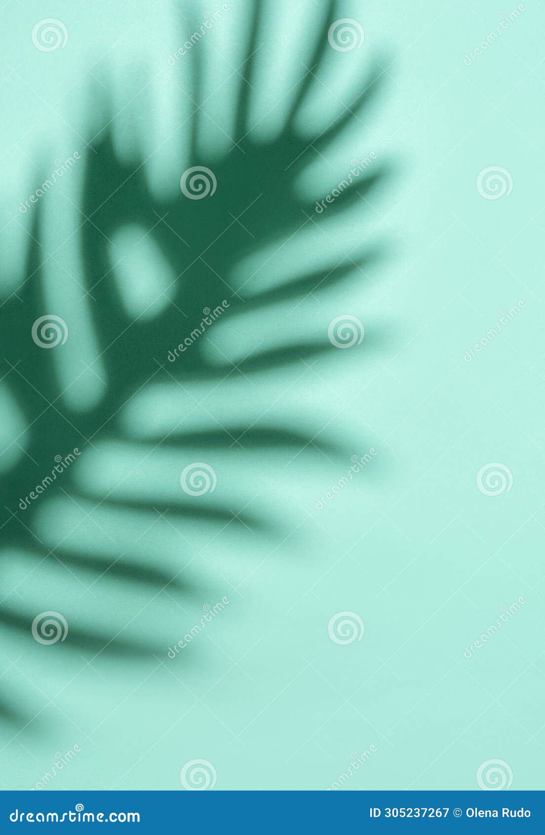 Shadows from palm leaves stock image. Image of botany - 305237267