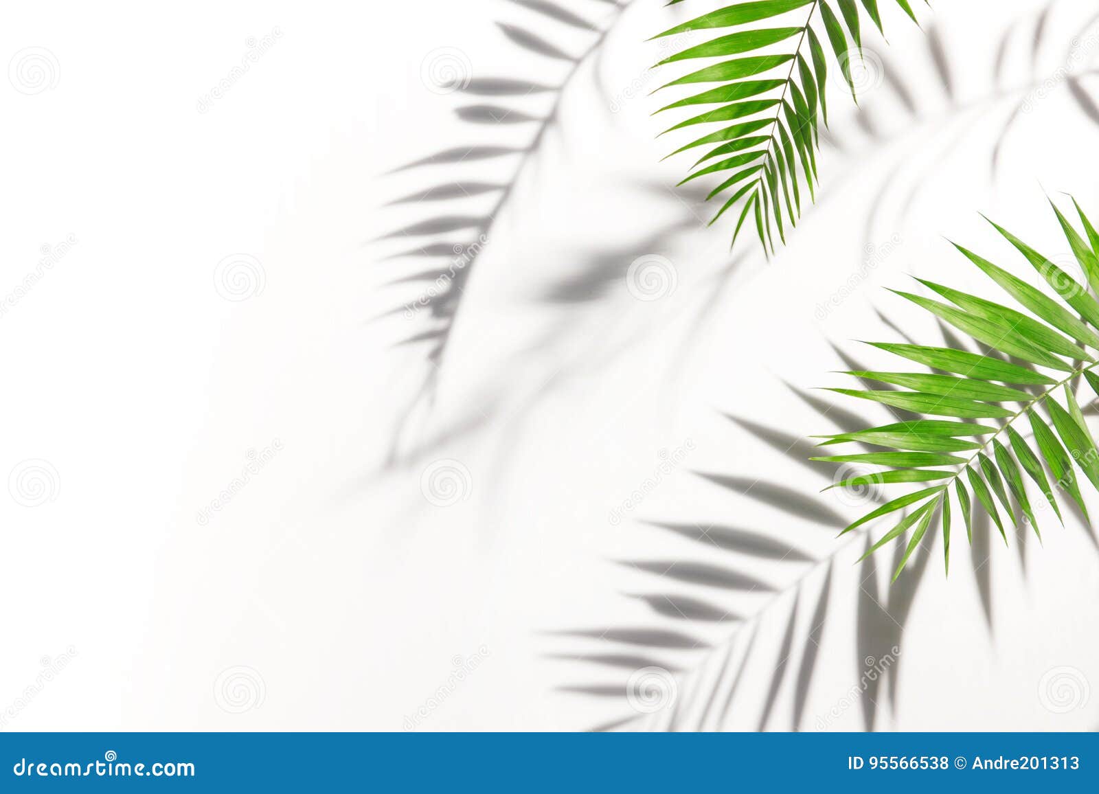 Shadows from Palm Trees on a White Wall Stock Photo - Image of natural ...