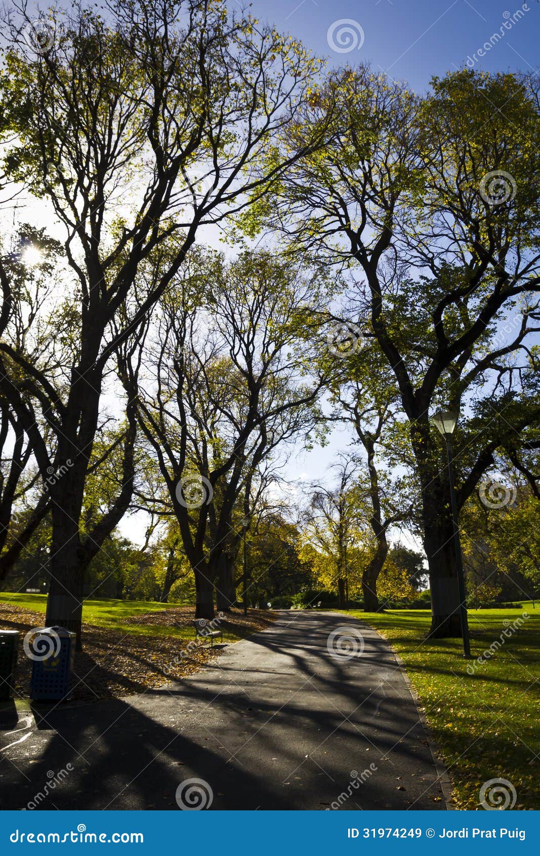 Shadows in a park stock image. Image of park, empty, plant - 31974249