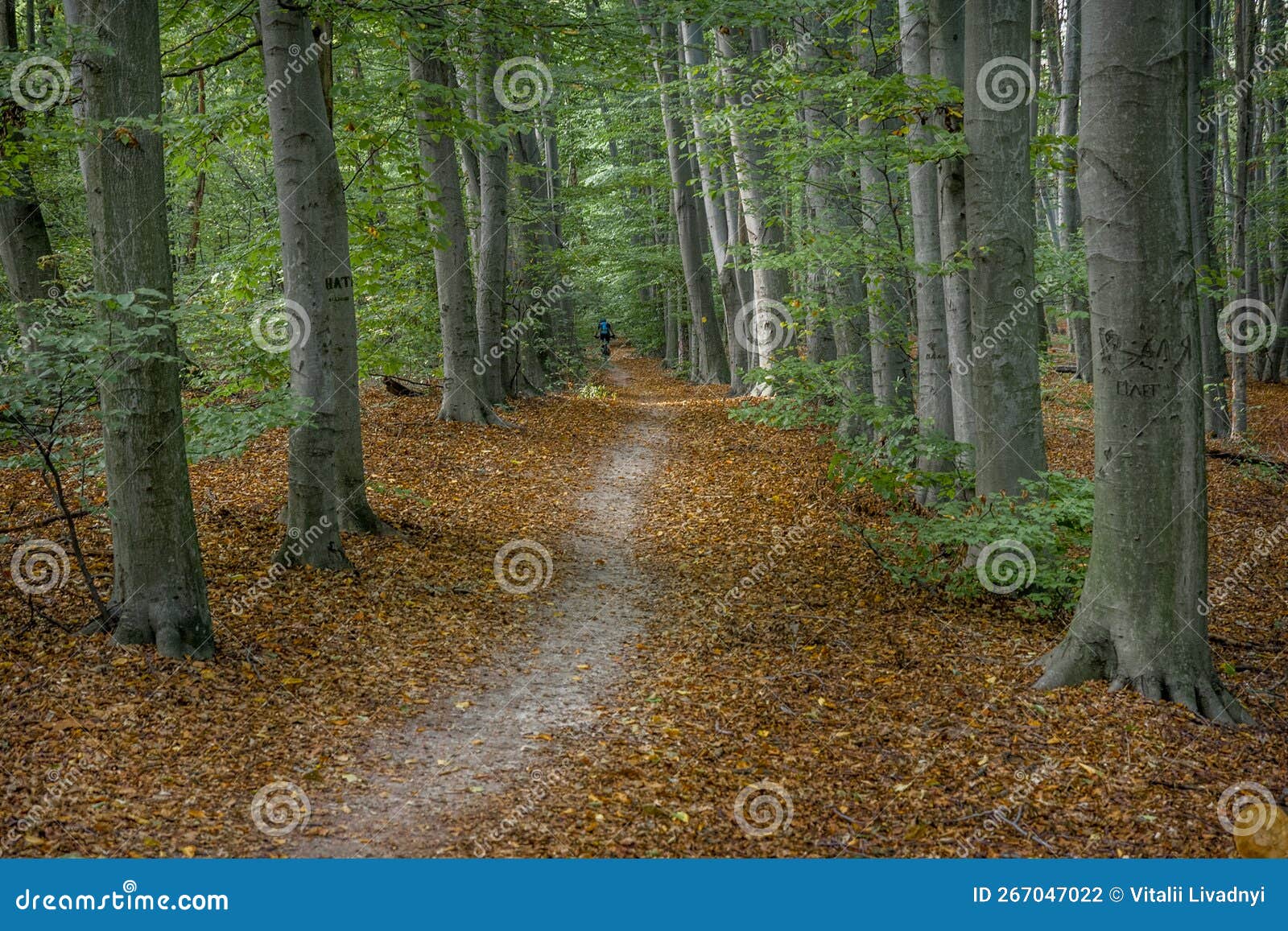 Shadows on the Path in the Middle Stock Photo - Image of life, evening ...