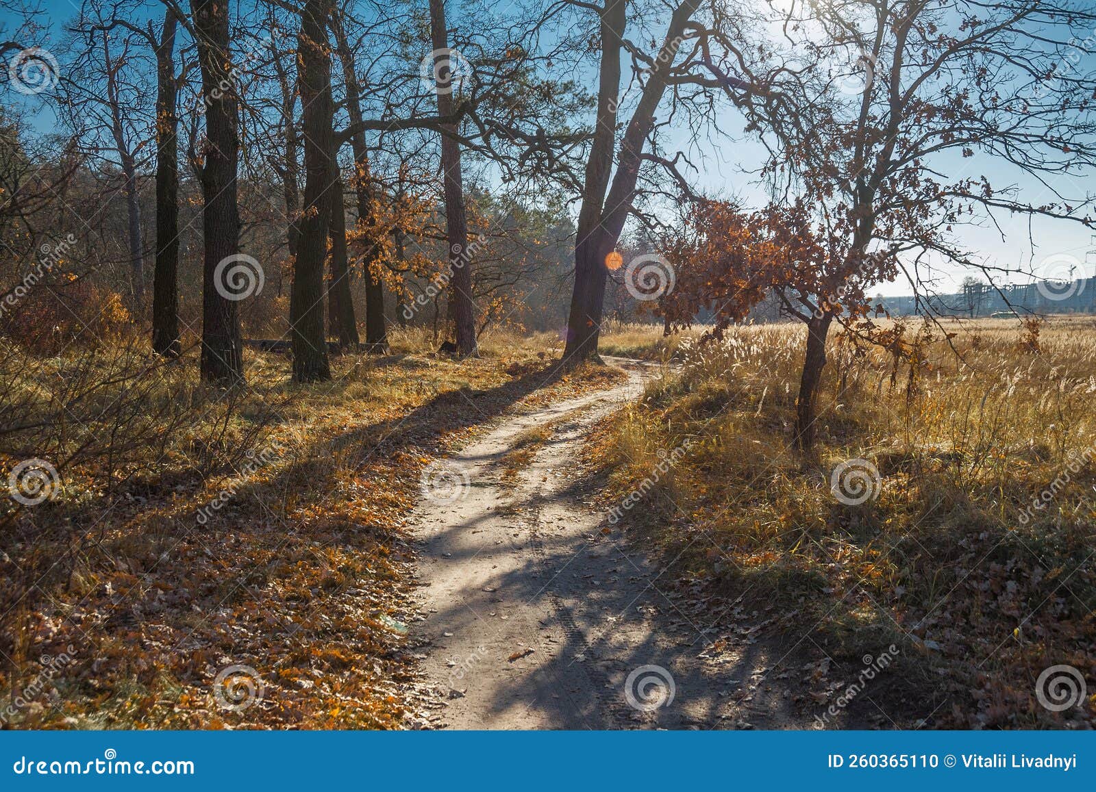 Shadows on the path stock photo. Image of vacation, light - 260365110