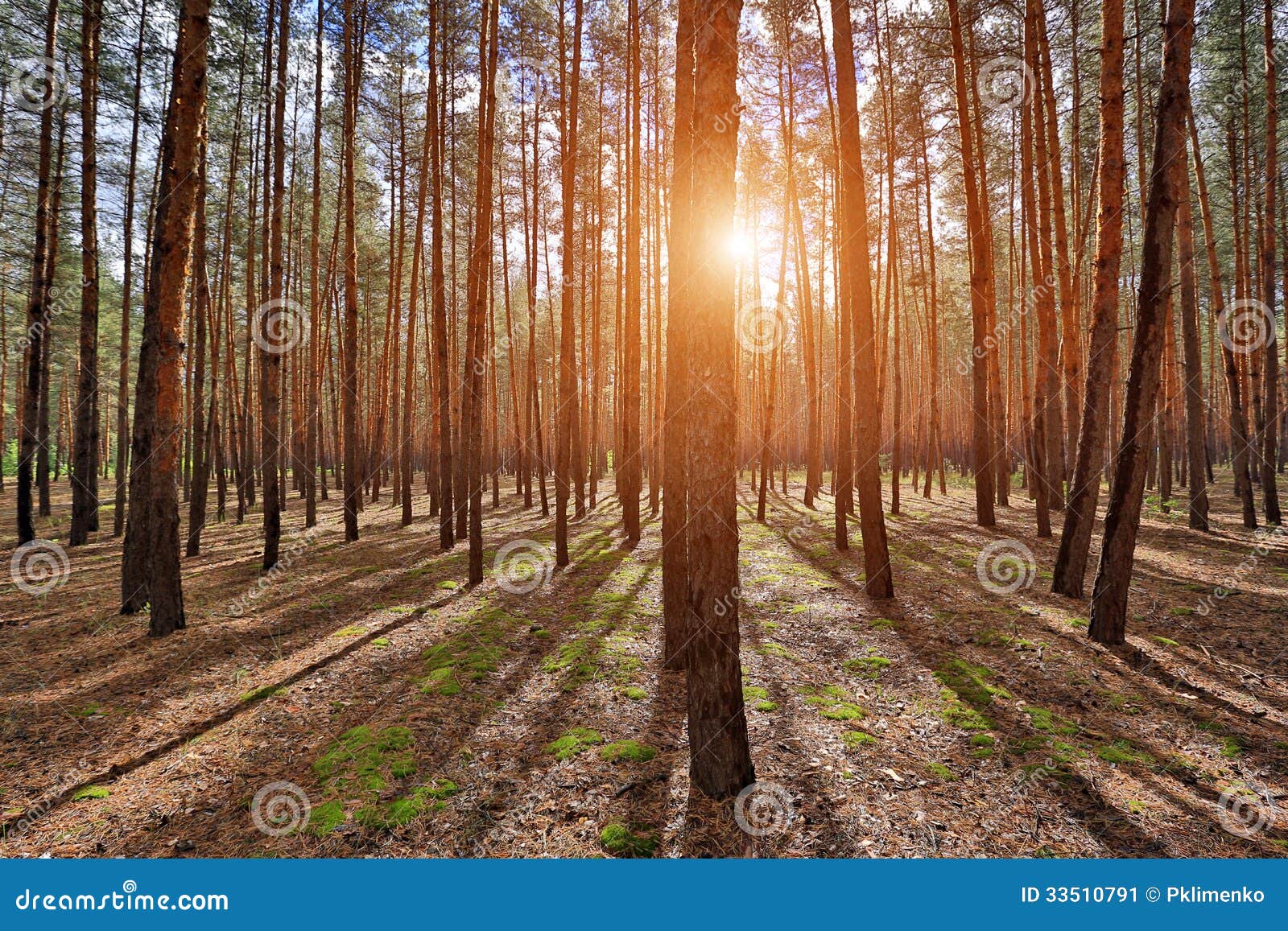 Shadows in pine forest stock image. Image of grass, beautiful - 33510791