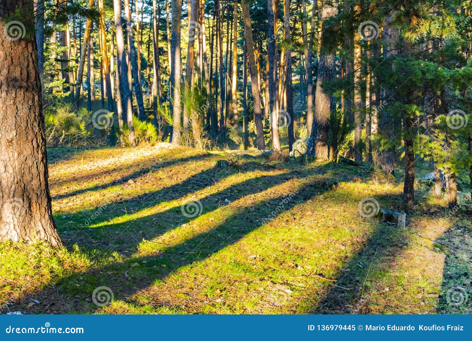 Shadows of Pines Segovia Spain Stock Image - Image of land, ecosystem ...