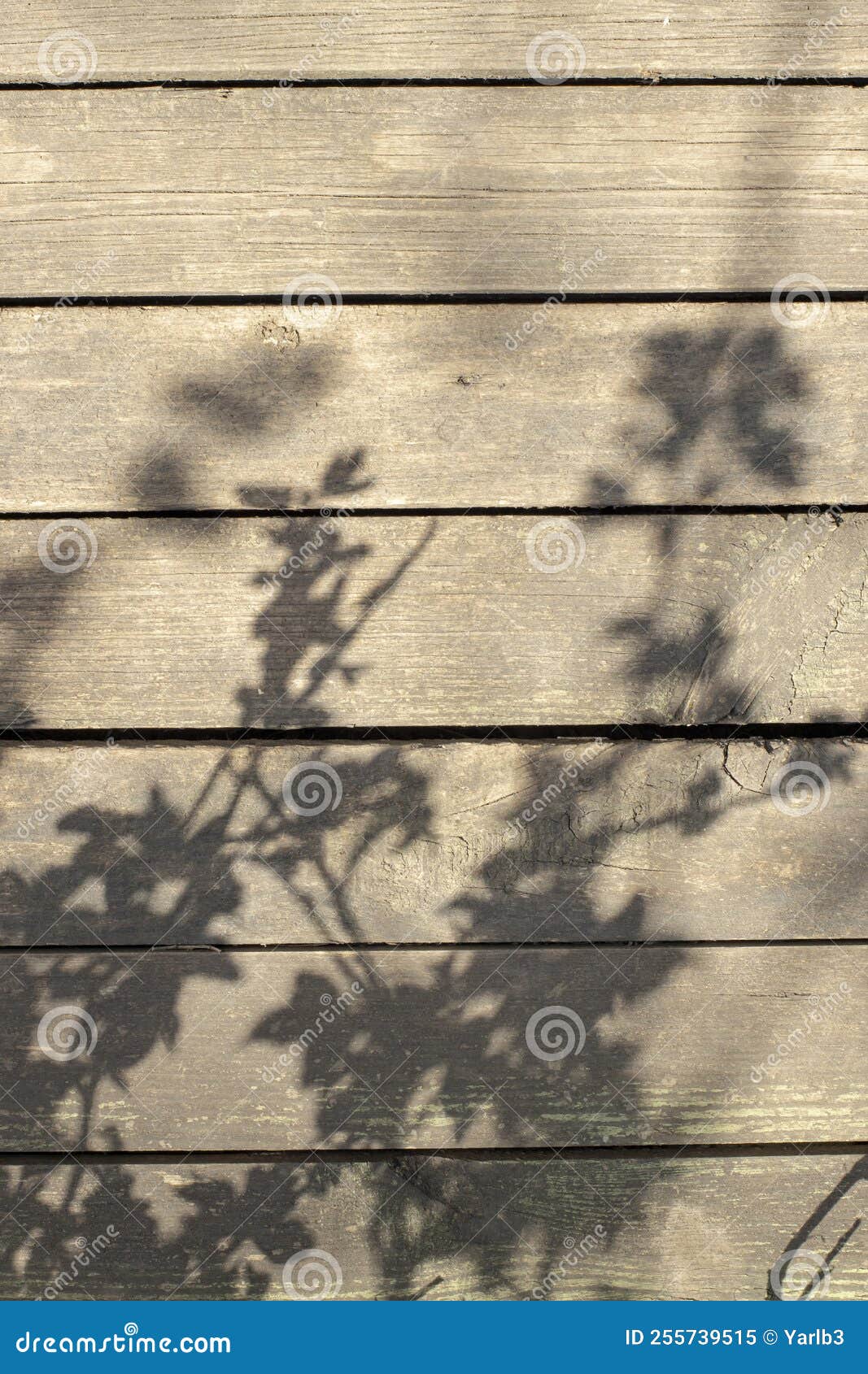 Shadows of Plants on the Background of an Old Tree Stock Image - Image ...