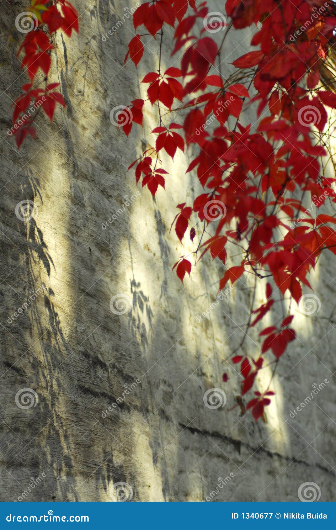 Shadows of red stock image. Image of cement, fall, green - 1340677
