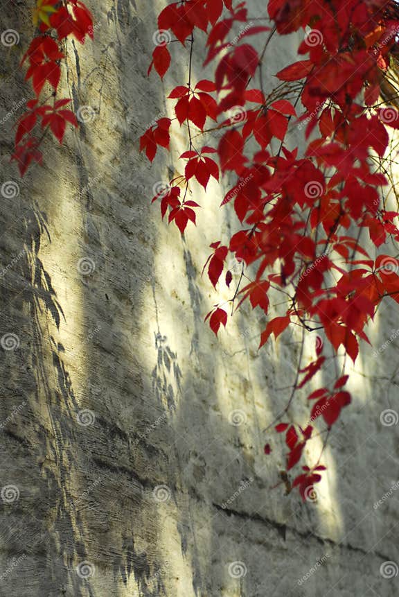 Shadows of red stock image. Image of cement, fall, green - 1340677