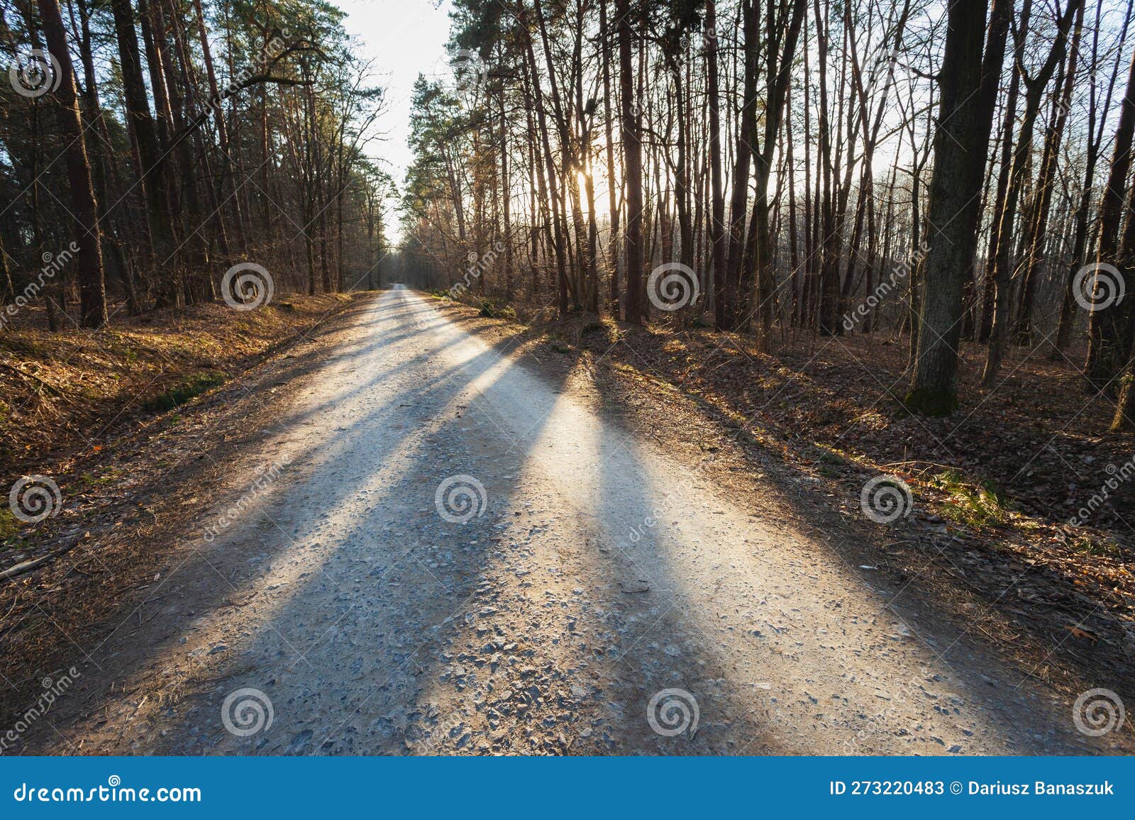 Shadows on the Road through the Forest Stock Image - Image of people ...