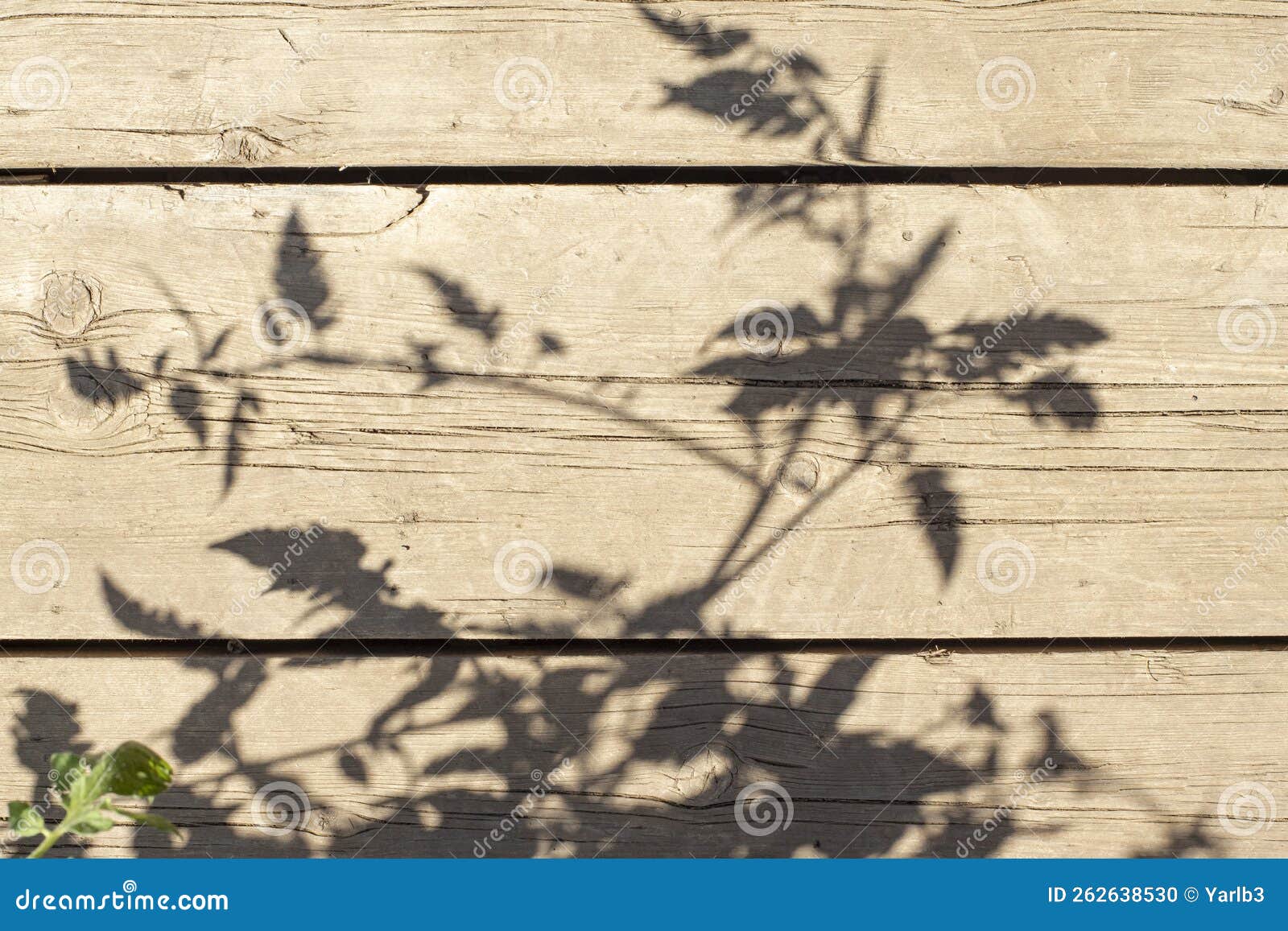 Shadows or Silhouettes of a Plant on the Background of Planks in the ...
