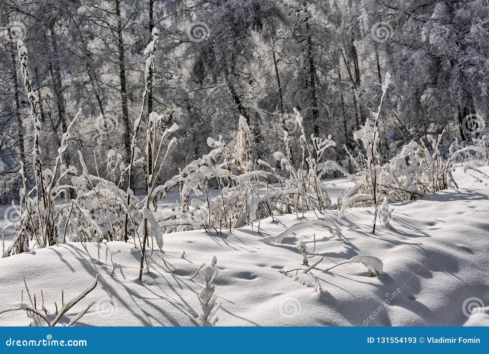 Shadows on the snow. stock image. Image of forest, shadow - 131554193
