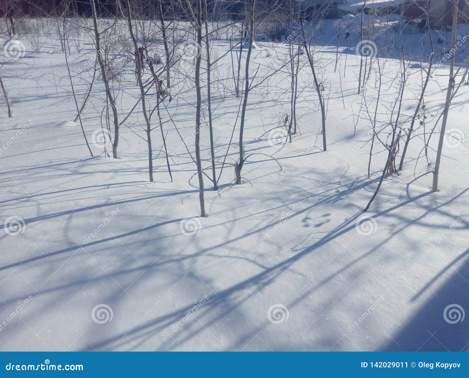 Shadows on the Snow. Shadows from the Trees. Shadows from the Bright ...
