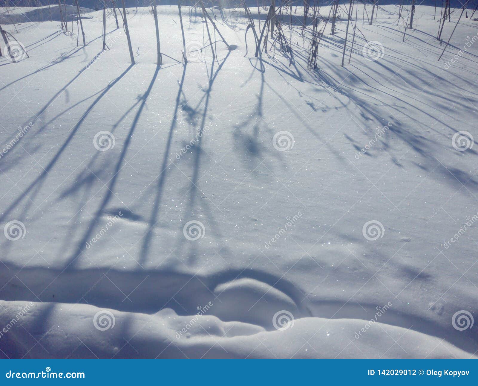 Shadows on the Snow. Shadows from the Trees. Shadows from the Bright ...